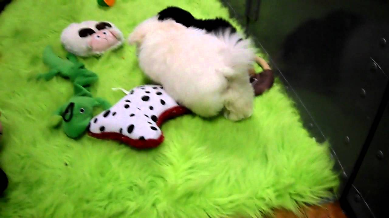 Casper - Maltese and Percy - Yorkie - ALL SOLD - YouTube