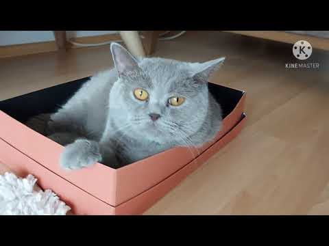 BRİTİSH SHORTHAİR ÖZELLİKLERİ VE KEDİLER NE SEVER