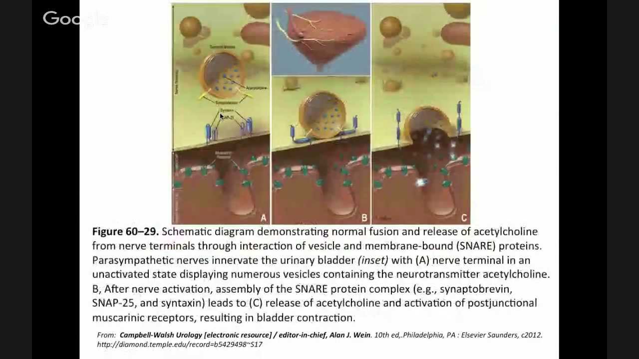 CNS Control of Bowel and Bladder Function - YouTube