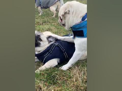 Pug Attack! - YouTube