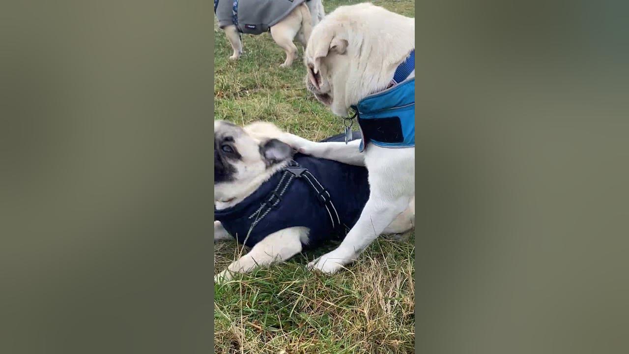 Pug Attack! - YouTube