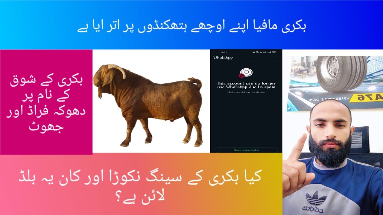 Goat Mafia Exposed 😧#goatfarmingbusiness #goatfarming - YouTube