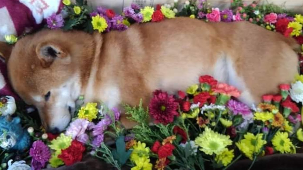 Murió el PERRO mas FAMOSO de INTERNET 🐶💔 Cheems: el Perro de los Memes ...