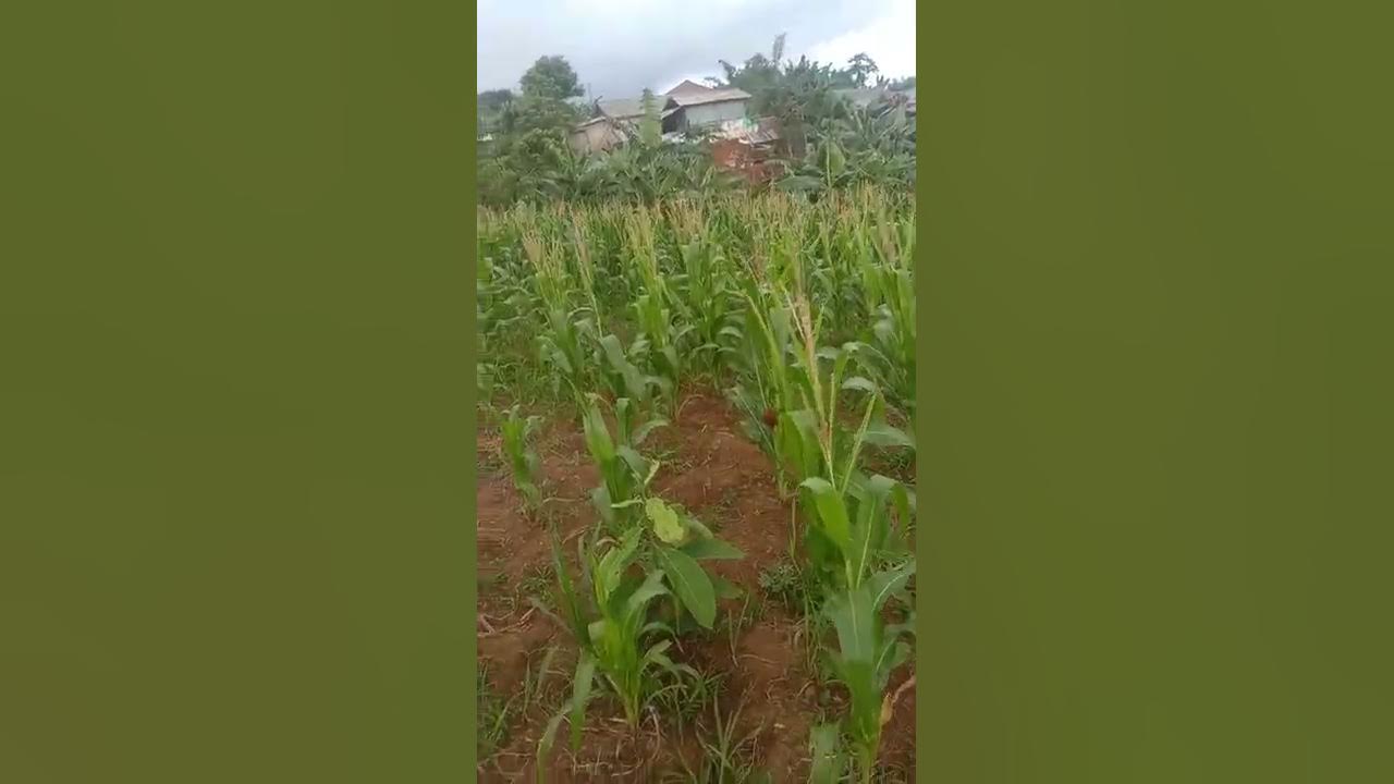 mus saib pob kws nawb - YouTube