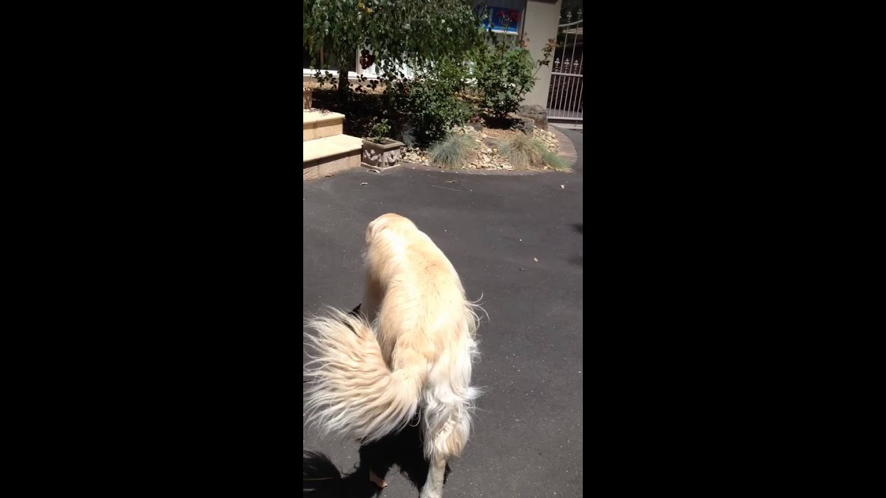 No dog chases this postman - YouTube