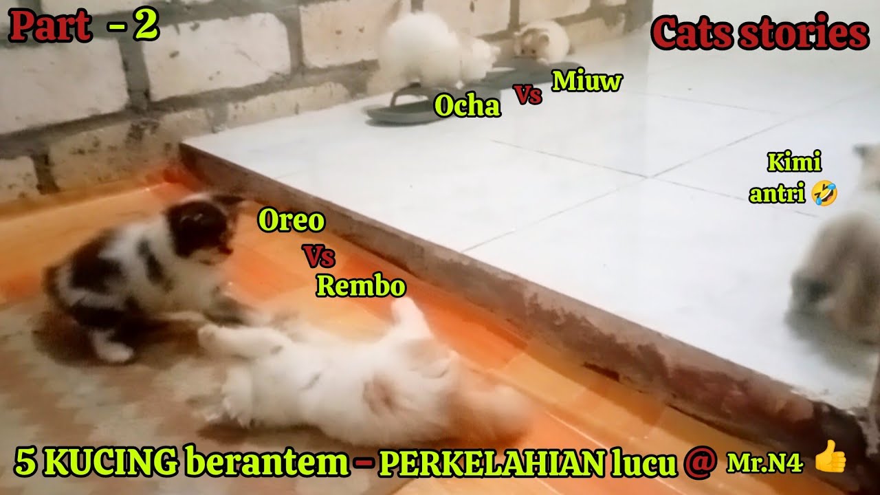 5 KUCING berantem - PERKELAHIAN lucu ! play fight - YouTube