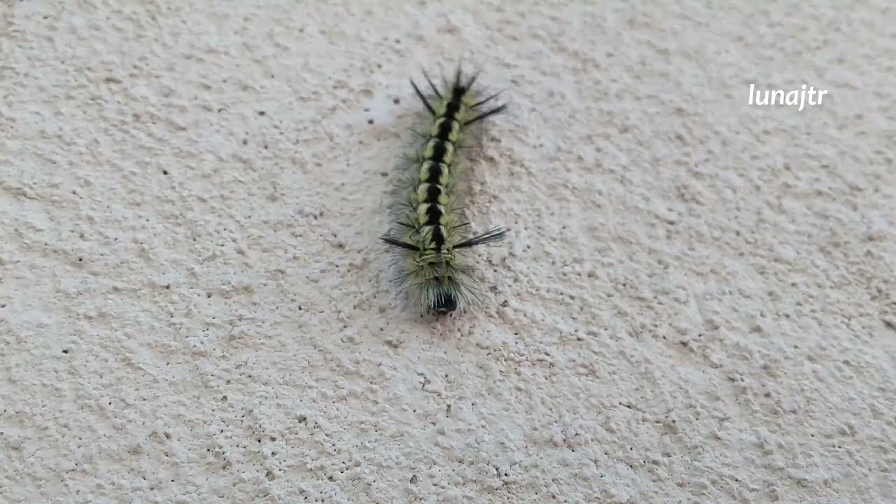 A Z O T A D O R | gata peluda, gusano quemador, aparita, quemador ...