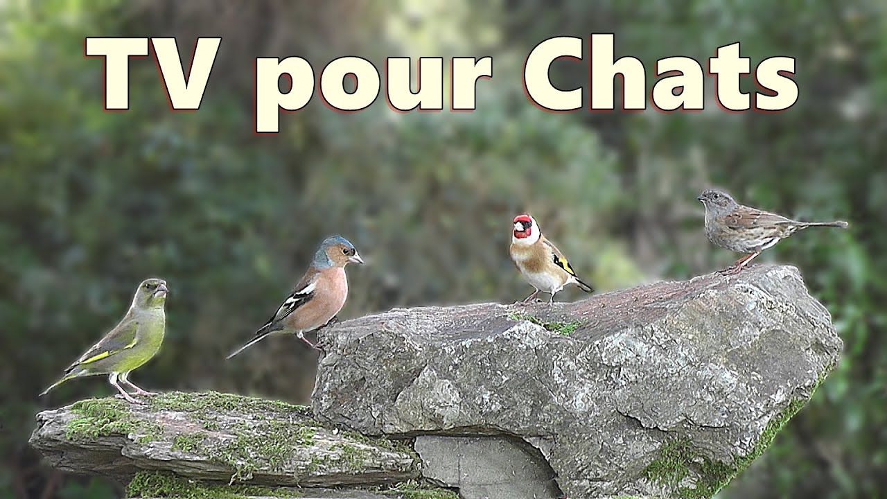 Télévision pour chats ~ vidéos d'oiseaux pour amuser les chats - YouTube