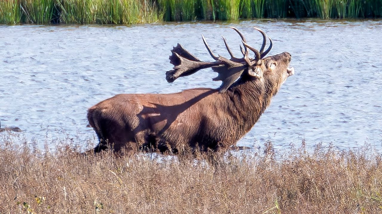 Red Deer Turn Up Your Sound! #wildlife #deer - YouTube