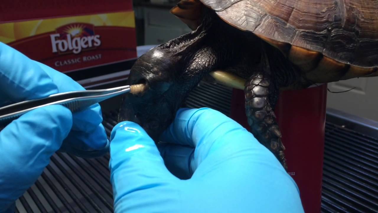 MAGGOTcam! The Season for growing maggots is upon us - YouTube