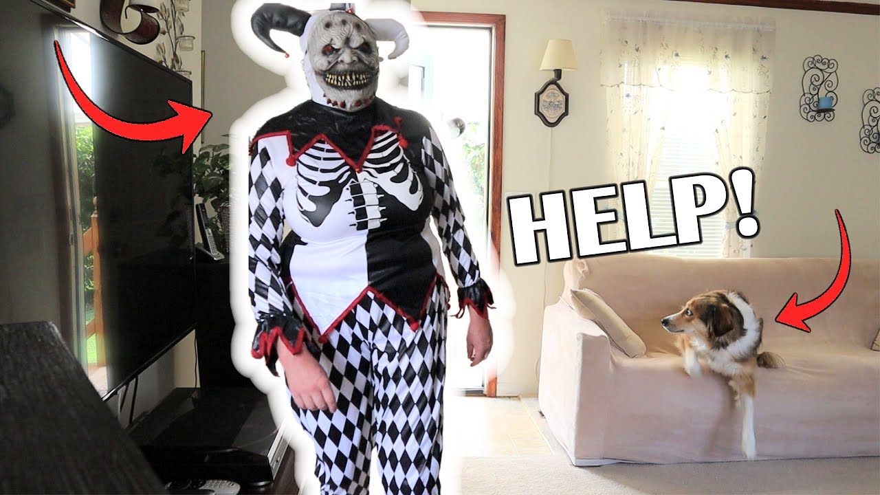 Scary Sinister Jester PRANK on my English Shepherd - YouTube