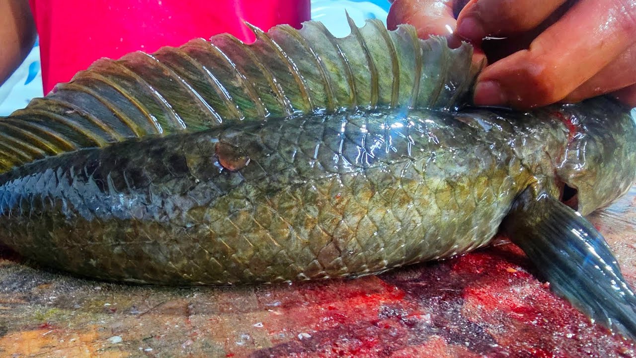 korameen solfish murrel വരാൽ കണ്ണൻ!! sagar fish hoodi Bangalore - YouTube