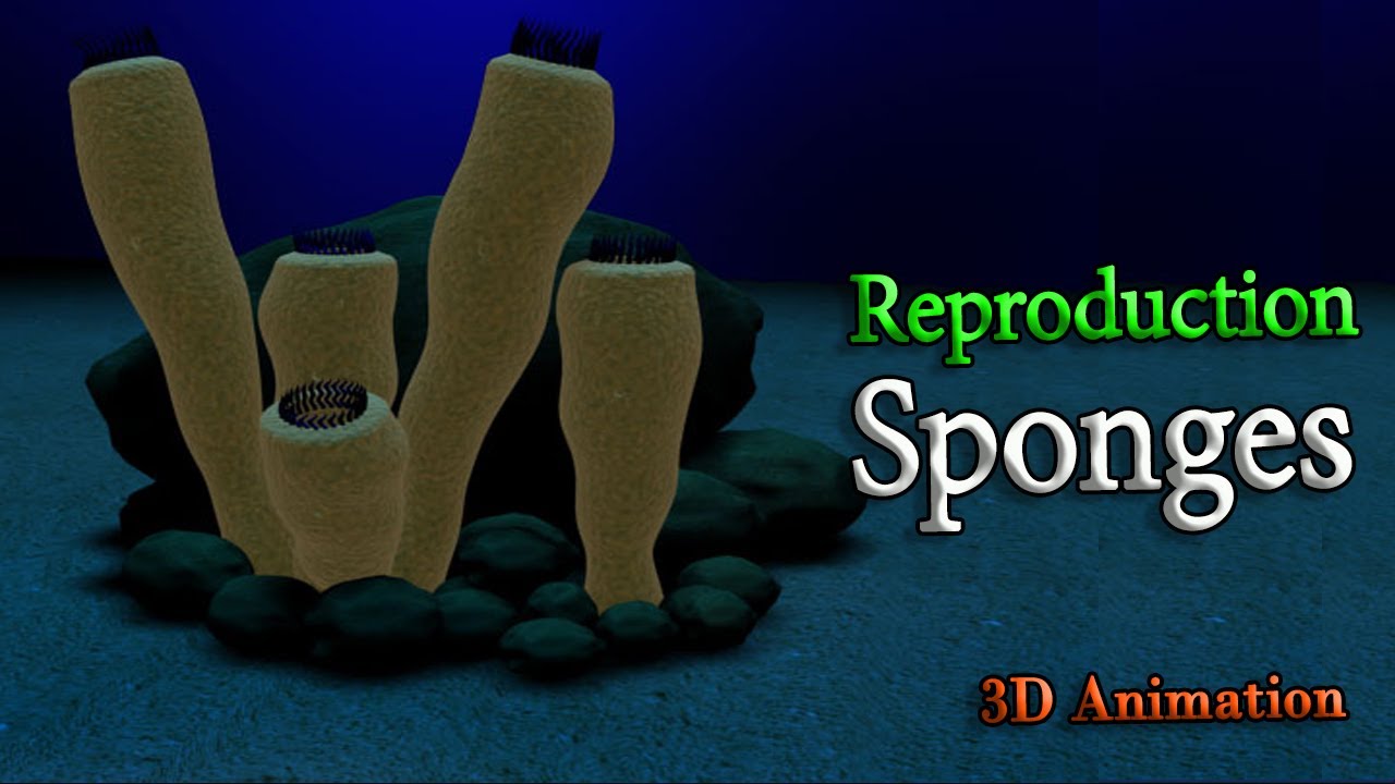 Reproduction in sponges ( 3D Animation ) - YouTube