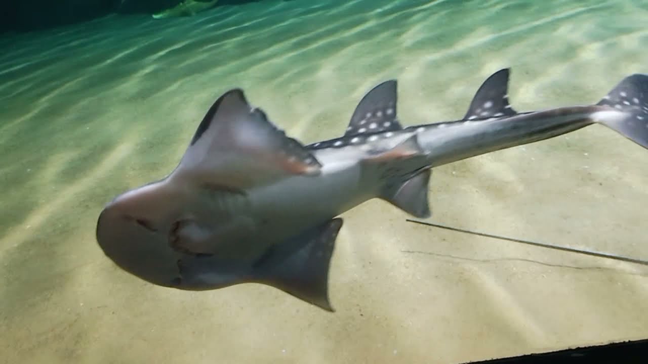 What is this Gost like Face, White Dotted Shark Whale, With String Ray ...