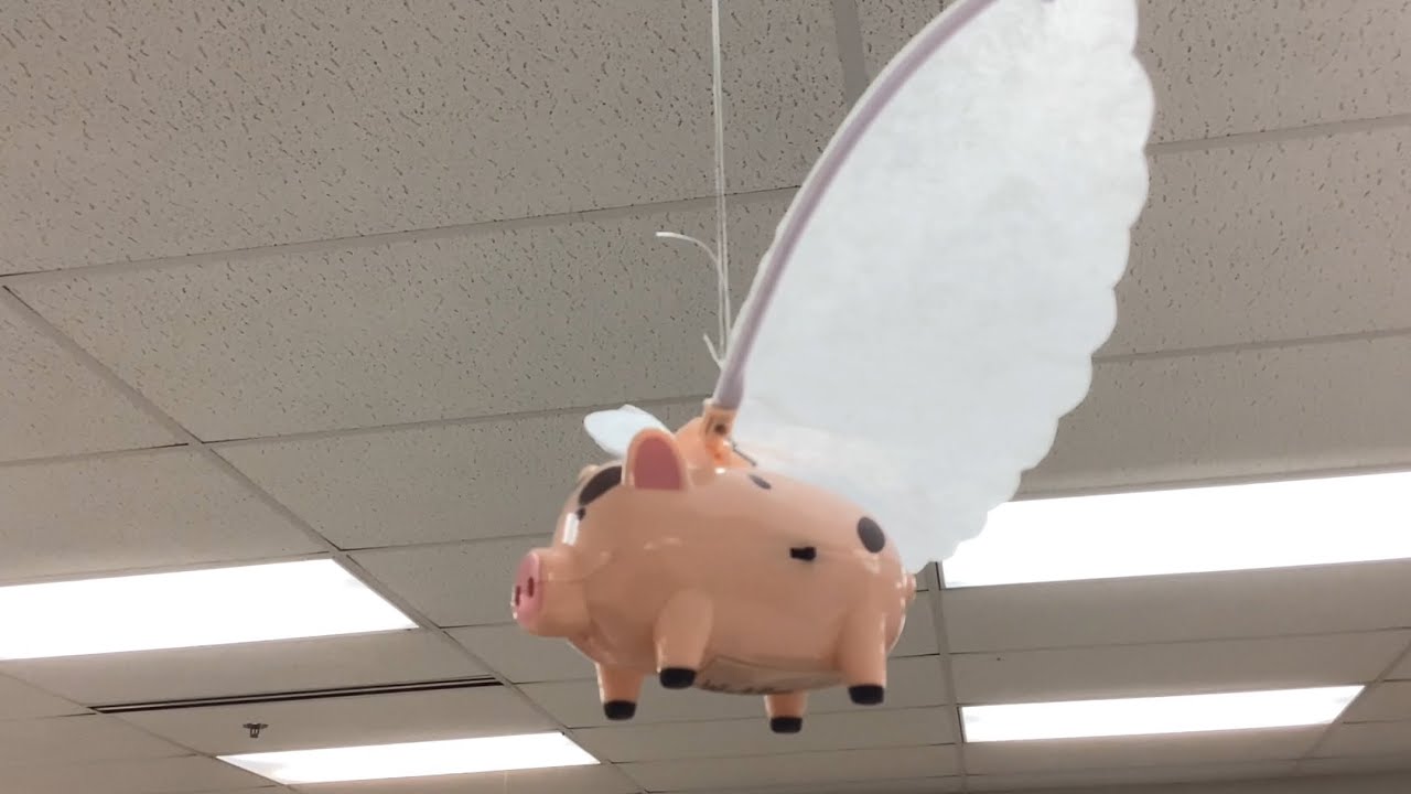 Flying Pig Lab Report YouTube Flying Pig Lab Report YouTube