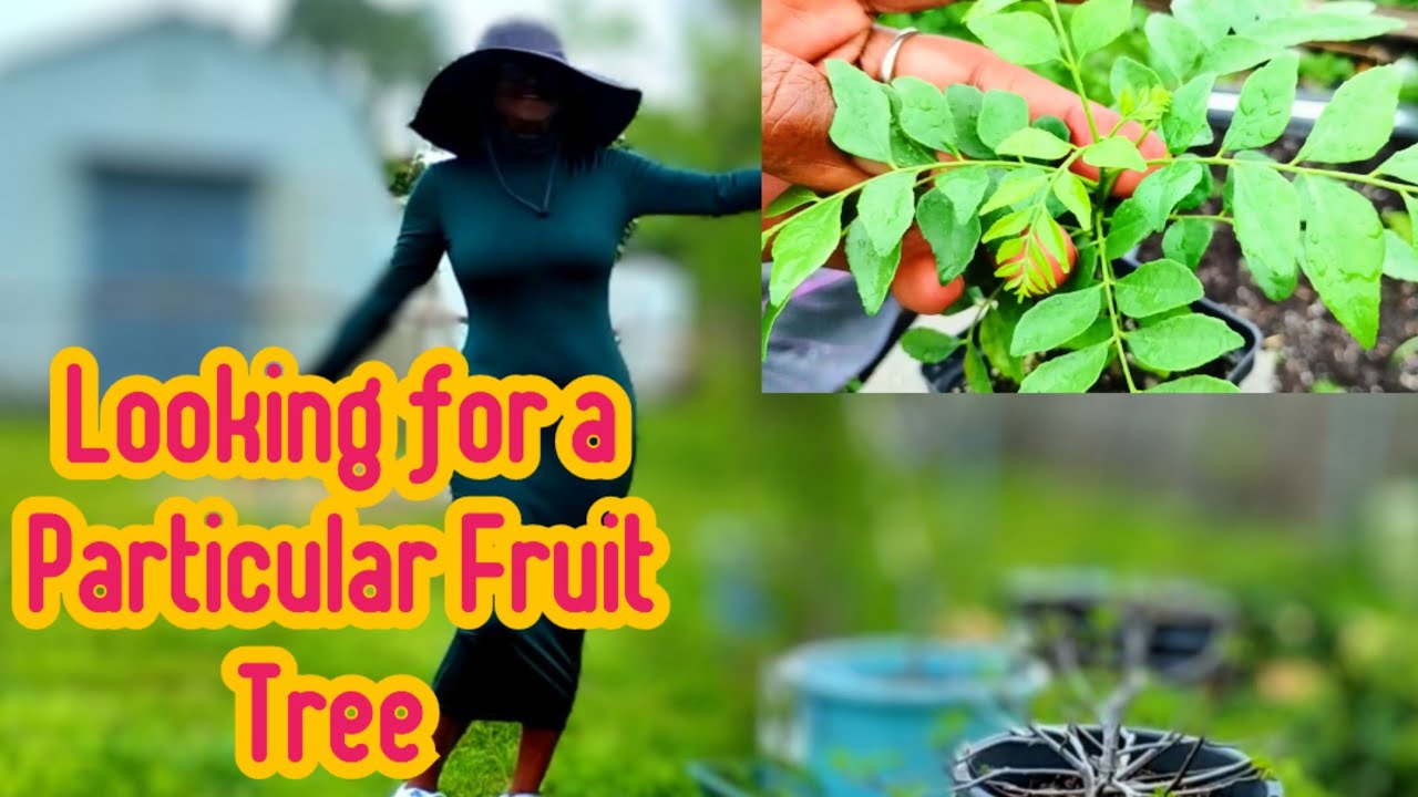 Looking For A Particular Fruit Tree‼️ - YouTube