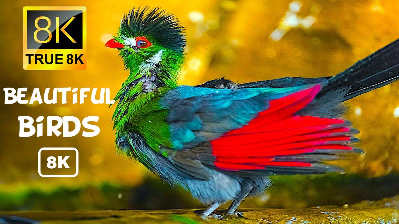 The Most Beautiful Birds in the World 8K Ultra HD Video 120 FPS | 8K TV ...