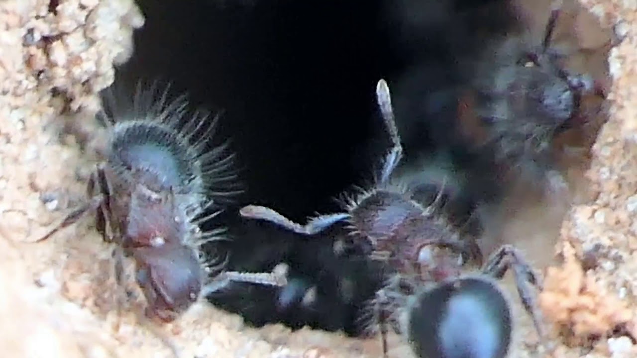 Silky Shield Ant (Meranoplus bicolor). Panasonic Lumix DMC-FZ2500 ...