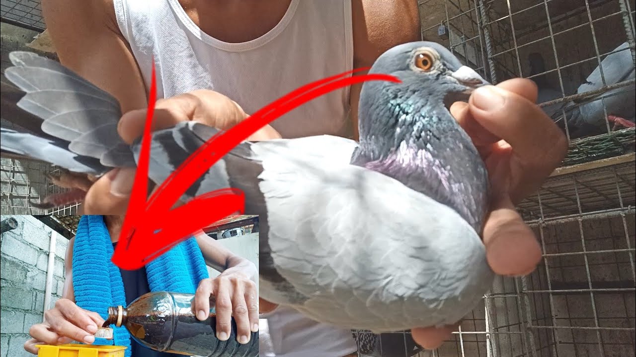 FLASHING OF PIGEON BREEDERS | TEAM CHAMBALERO BROTHERS LOFT - YouTube