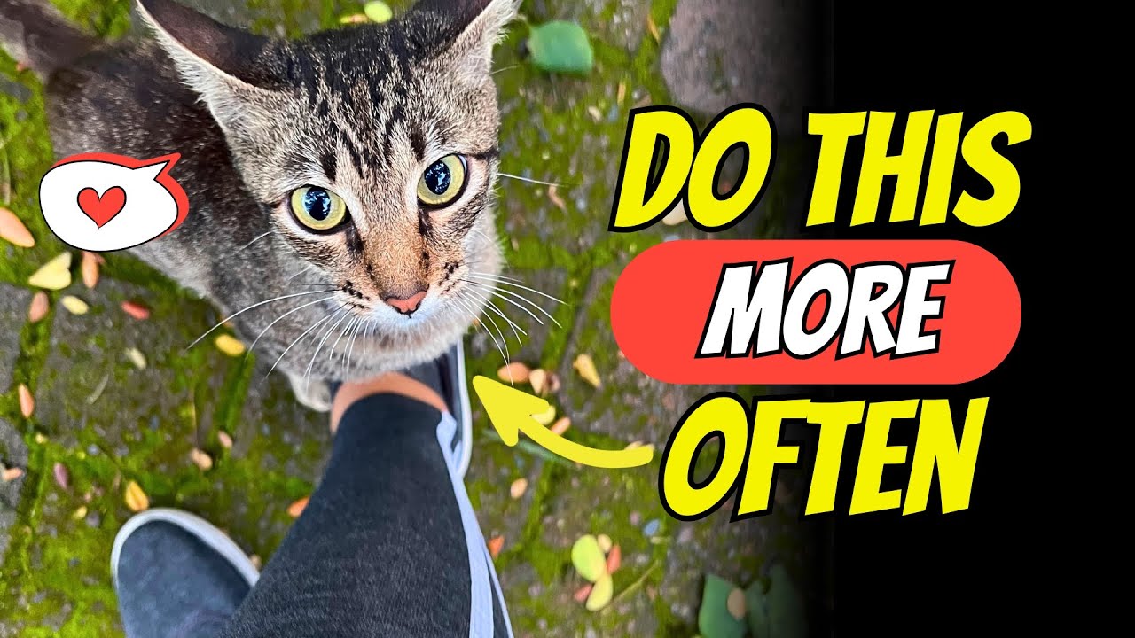 10 Things You Should Do More Often for Your Cat - YouTube