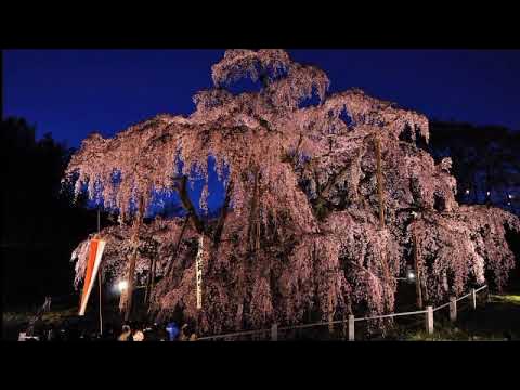 Sakura Shidarezakura Rantingnya Menopang Bunga-Bunga Yang Jatuh x Inside Anything - YouTube