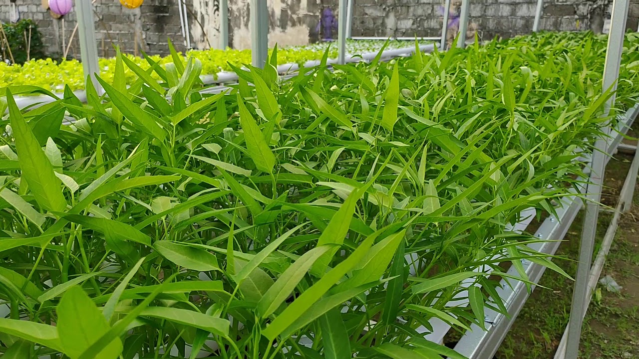 Kangkung Hidroponik Siap Panen - YouTube
