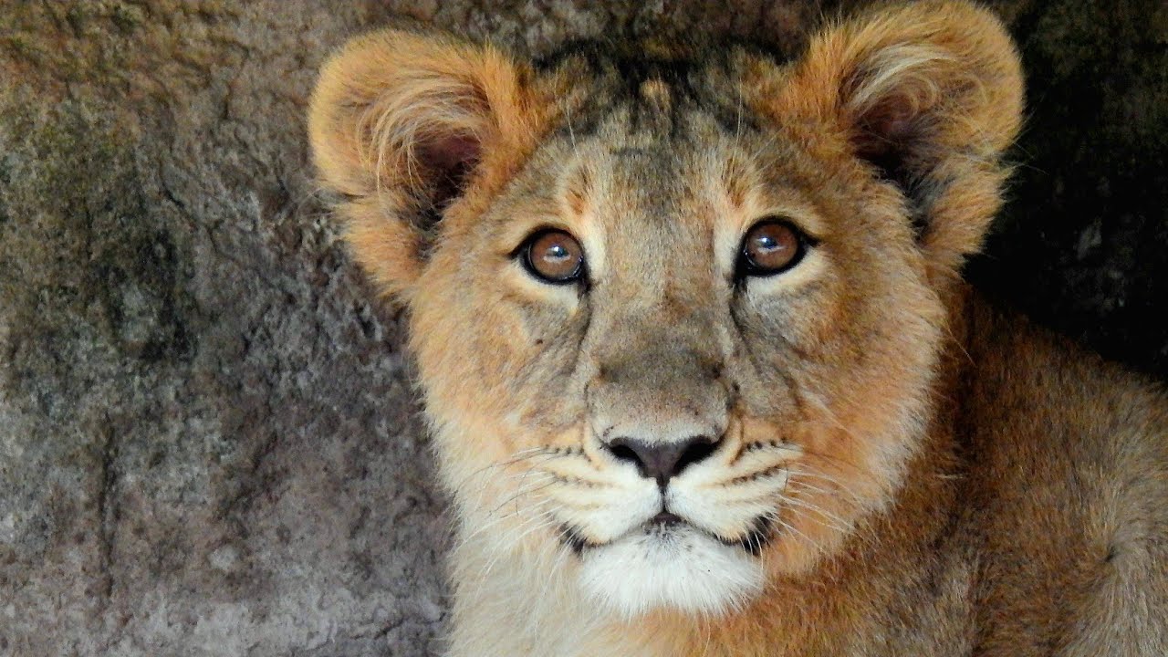 Lion Cub Playing L wenjunges Spielt N rnberg Zoo YouTube lion-cub-playing-l-wenjunges-spielt-n-rnberg-zoo-youtube