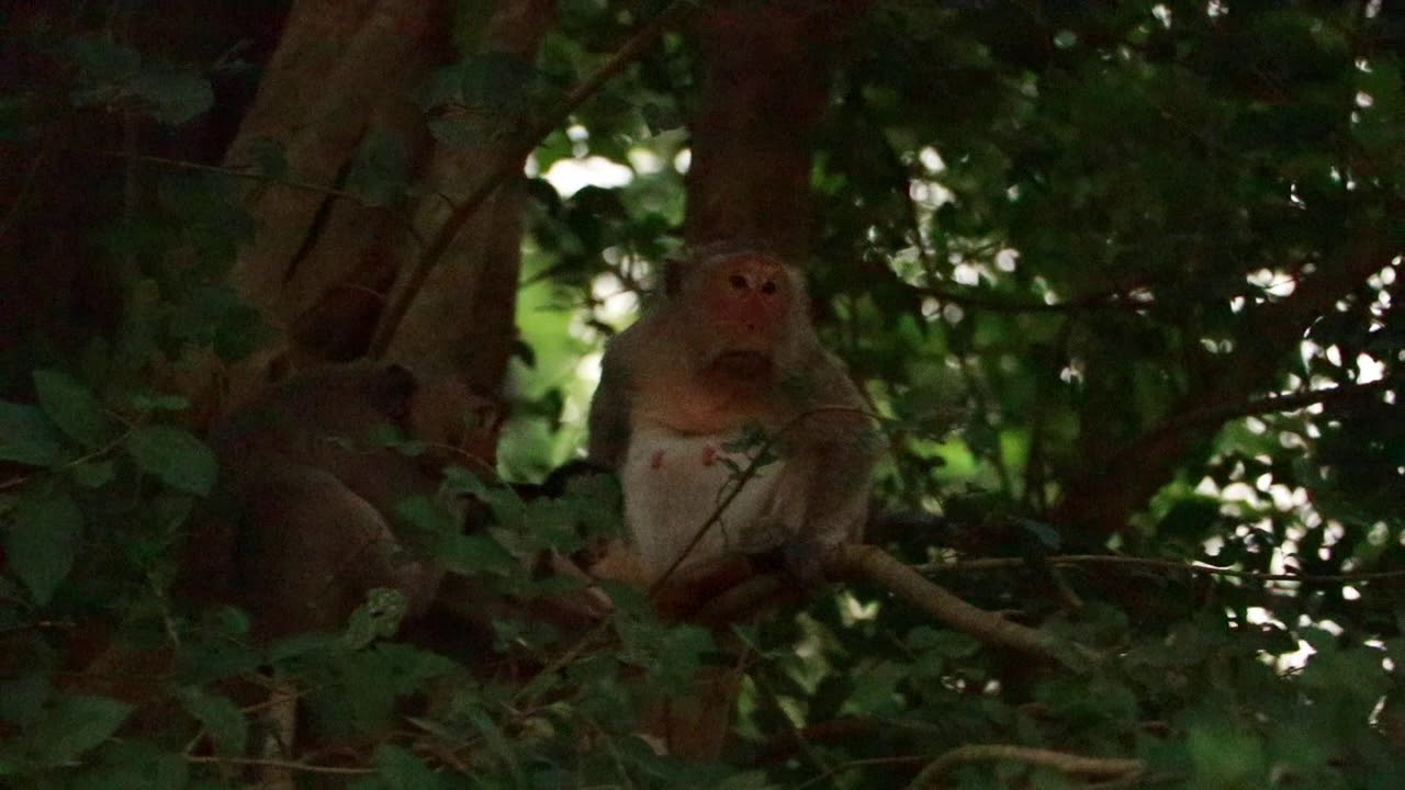 How the monkey sleep - YouTube