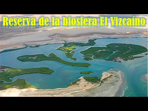 Reserva de la biosfera El Vizcaíno México 🌲 Documental 🌎 - YouTube