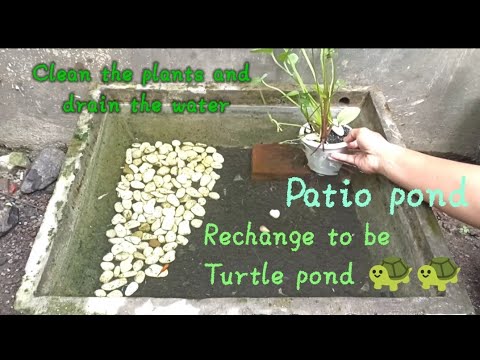 Mini Turtle Pond (Change patio pond to be turtle pond) Part1|| Keel's ...