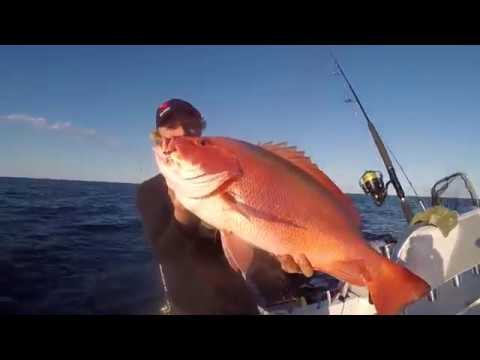 Record Cobia?/Fishing Australia - YouTube