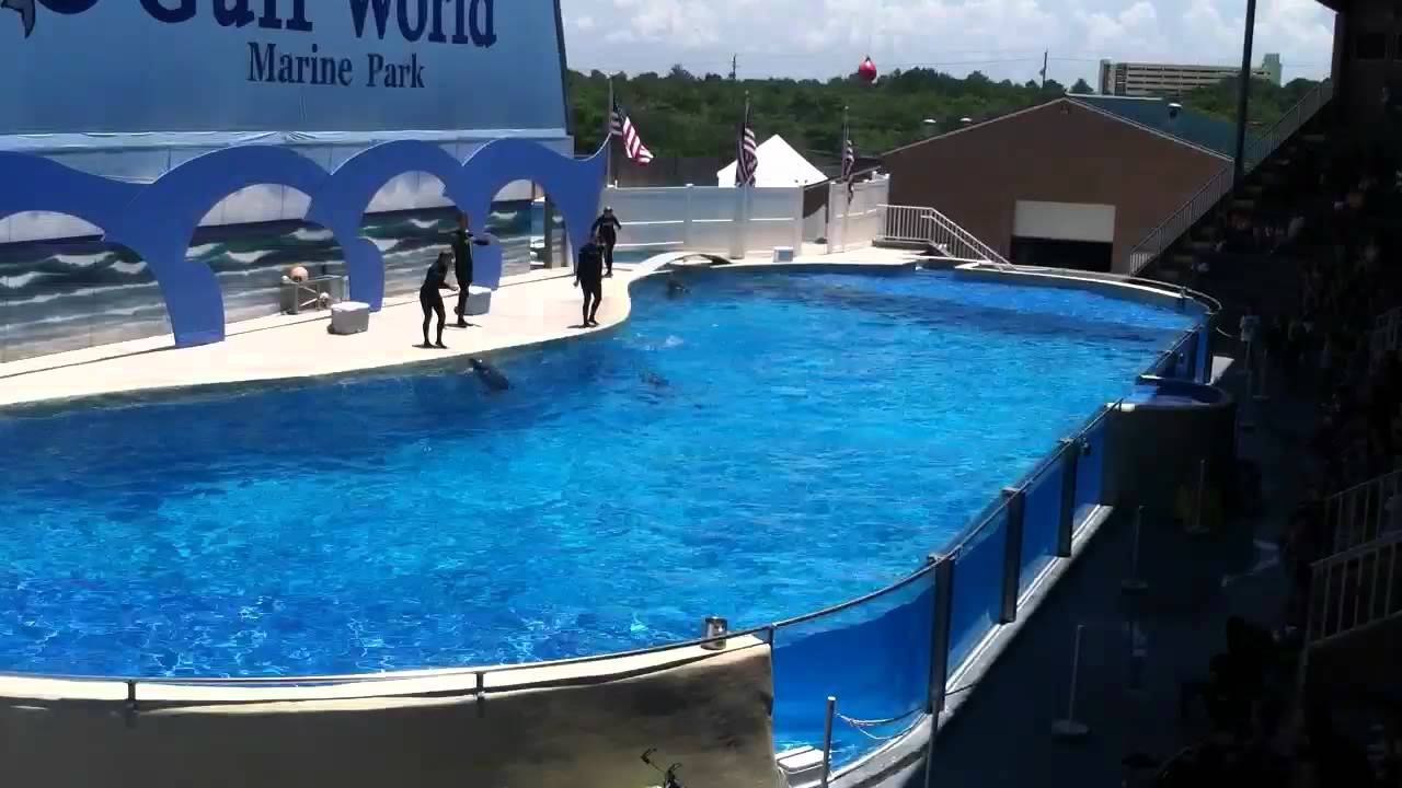 Gulf world dolphin show part 2 - YouTube