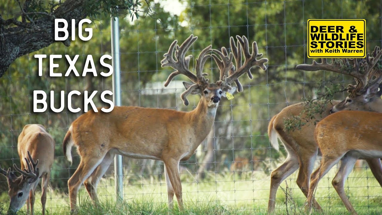 Big Texas Bucks at Tajada Whitetails I Deer & Wildlife Stories - YouTube