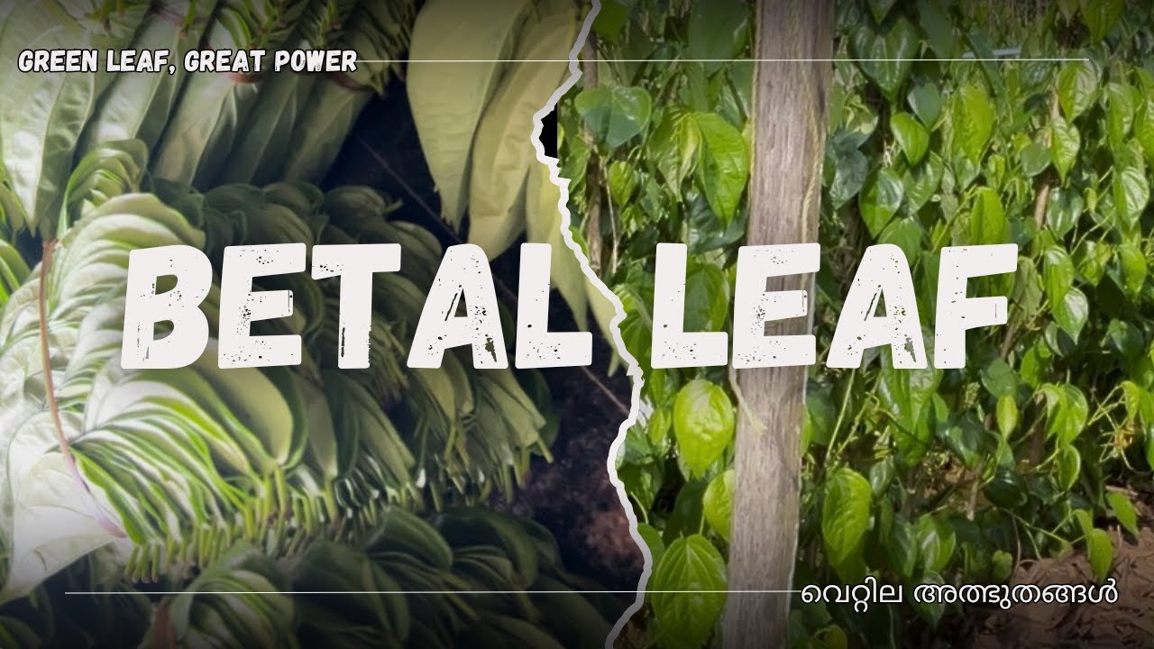 വെറ്റിലയുടെ കഥ പറഞ്ഞാലോ? | BETAL LEAVES #KERALAFARMING#BETALLEAF#krishi ...