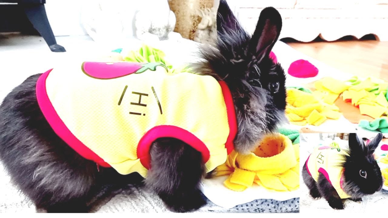 rabbit wears his jacket/cute bunny lionhead - YouTube