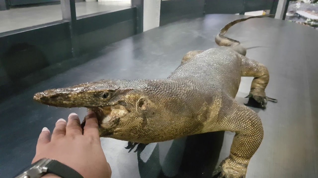 Museum komodo TMII - YouTube