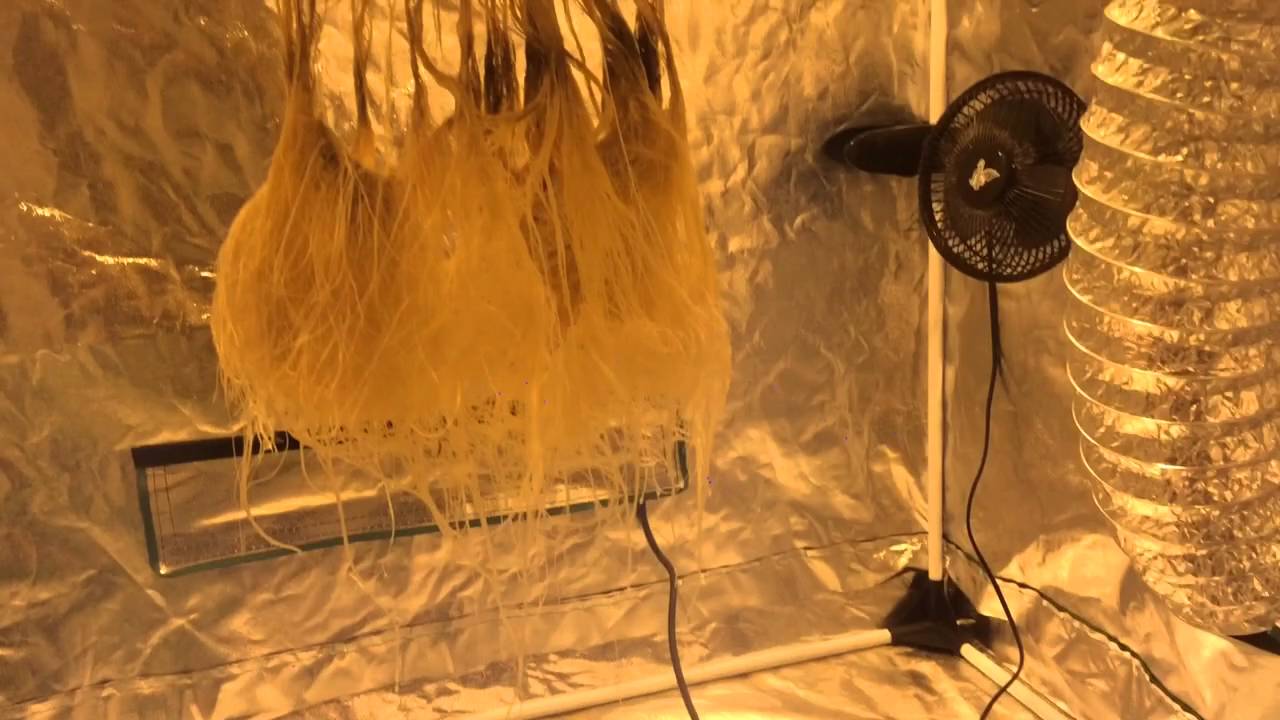 CBD Medi Haze DWC Scrog - YouTube