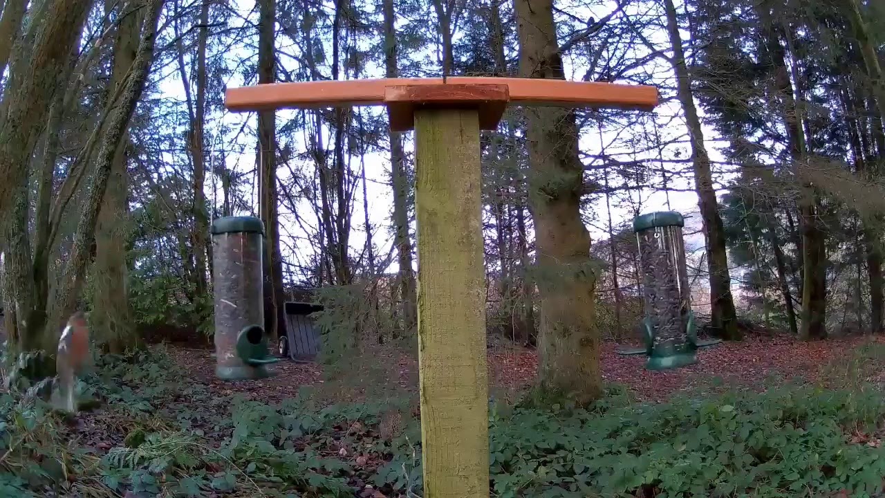 More Live Nature, Live Stream - YouTube