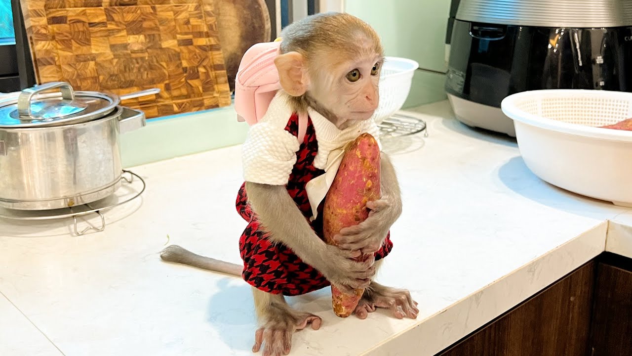 Super Smart Monkey Mon Roasts Potatoes For Bibi And Her Dad To Eat ...