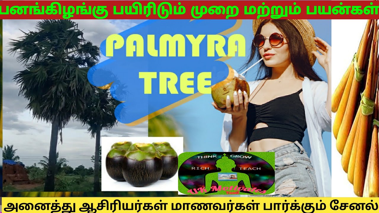 PALMYRA SPROUTS,NUTRITION FOOD,HEALTHY FOOD,VILLAGE FOOD,TRADITIONAL ...