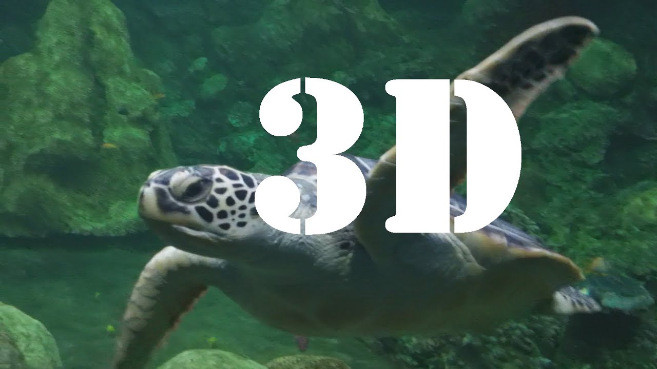 Turtle Reef (3D) at SeaWorld San Diego - YouTube