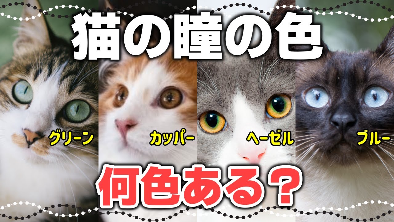 【猫の目の色の秘密】豊富なカラー!珍しい色も|猫の瞳と毛色の関係 Youtube