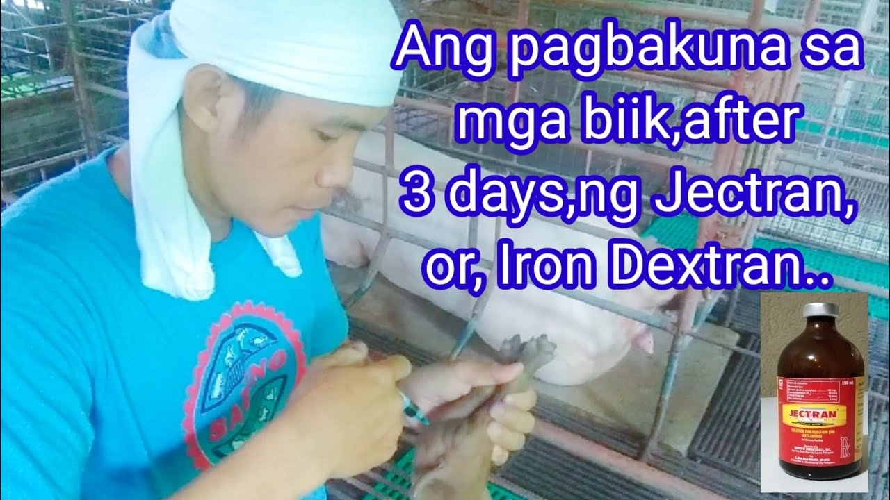 Ang pagbakuna sa mga biik, after 3 days,ng Jectran,or, Iron Dextran ...