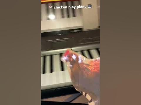 chicken playing piano #chicken - YouTube
