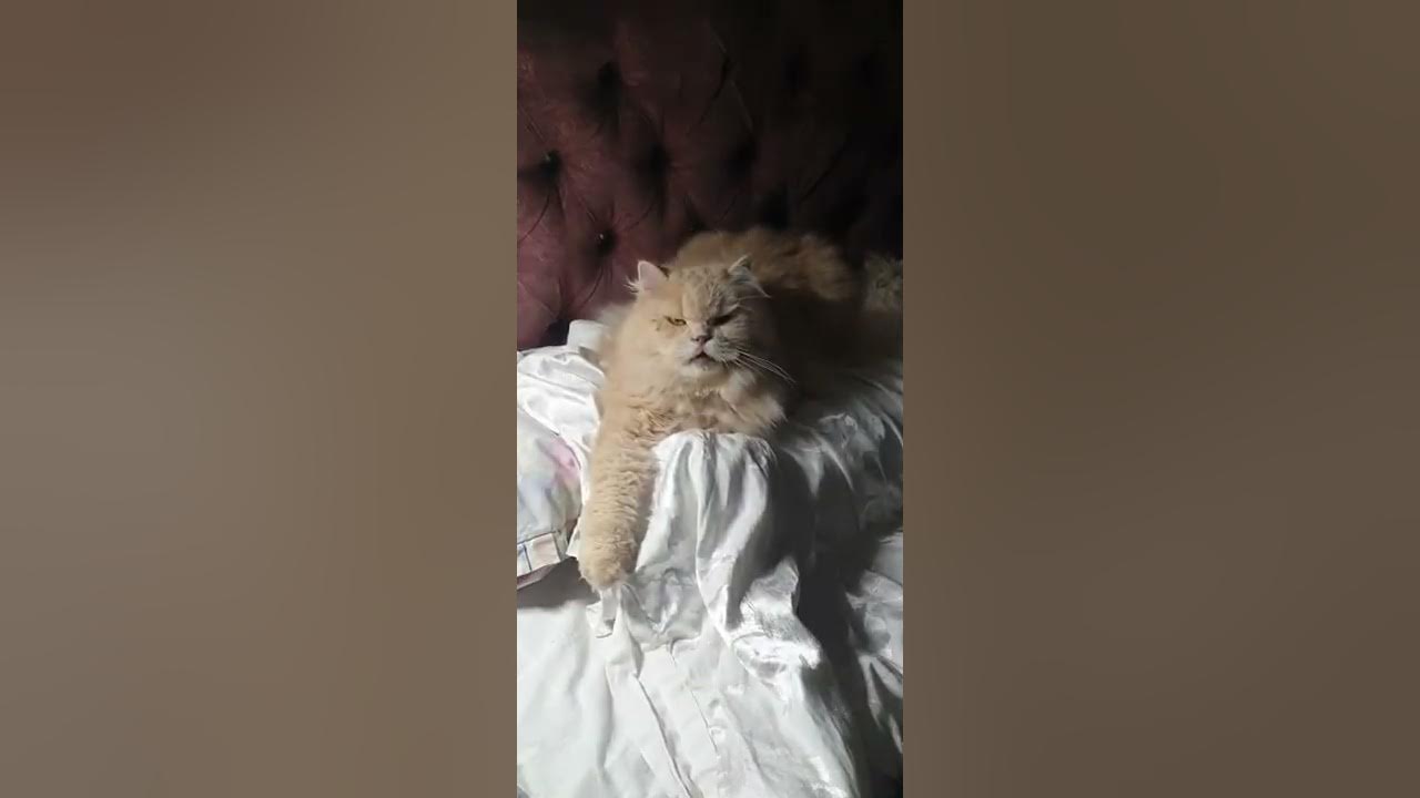 кровать занята котами) #безкотаижизньнета #рекомендации #кошки # ...