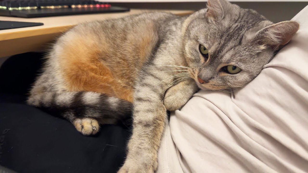 Purring cat snuggles with human to survive the cold - YouTube