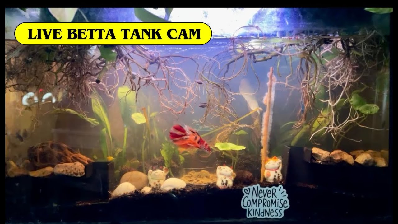 Live Aquarium🐟Tangerine Koi Betta, shrimps🦐 Trumpet Snails🐌Fish Tank ...