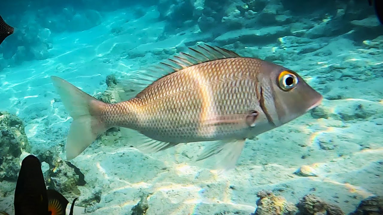 Orange-striped emperor (Lethrinus obsoletus) with abilities to switch ...