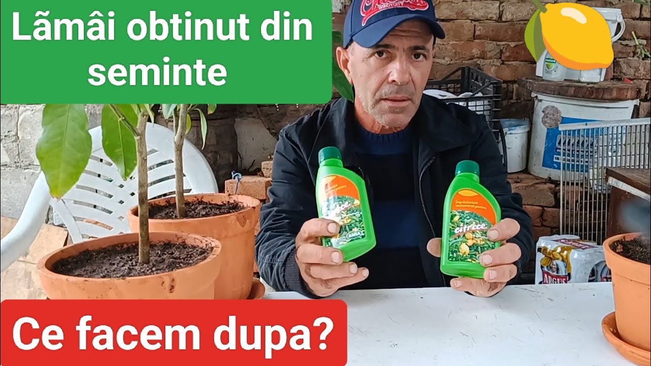 LAMAI DIN SEMINTE - YouTube
