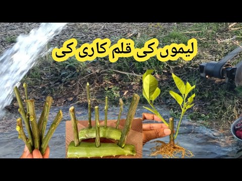 How to propagate lemon tree from cuttingswith aloe vera - #lemon #village life